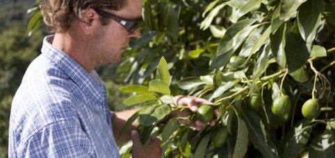 Avocado Growers & Avocado Farms - California Avocados
