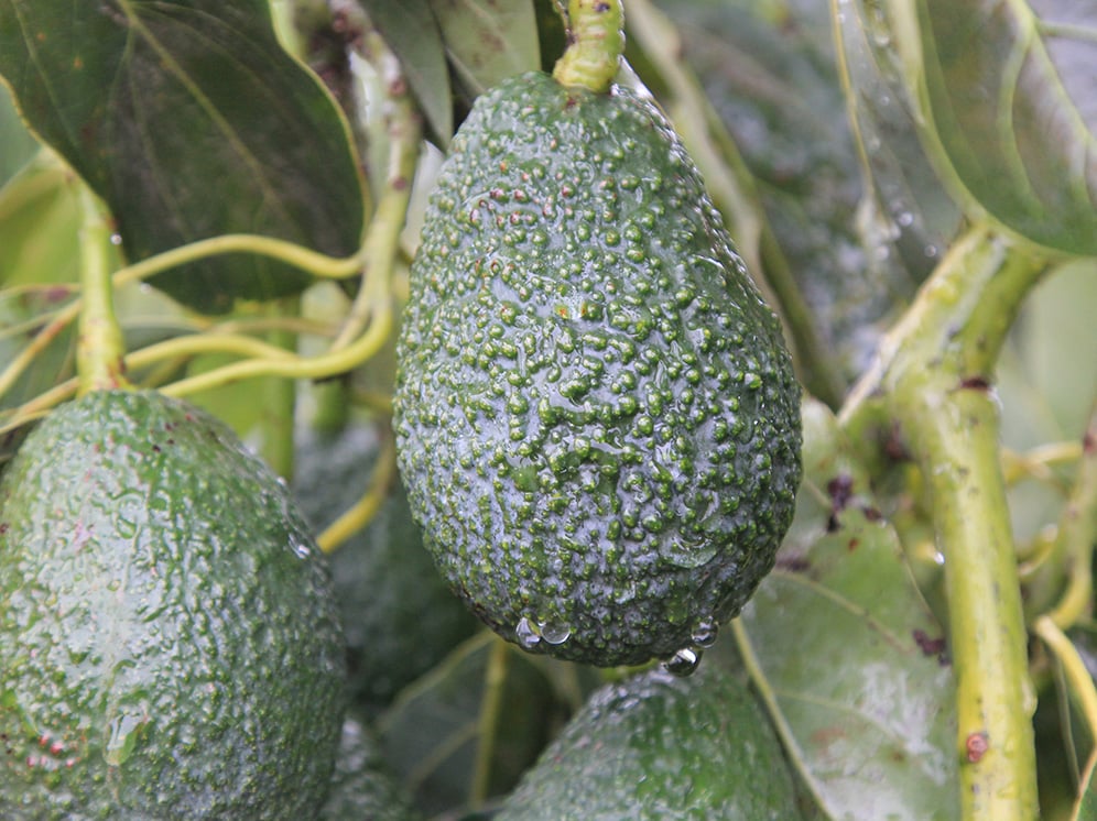 Media - California Avocados