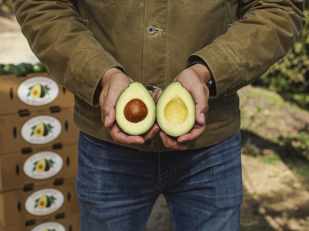 Media - California Avocados