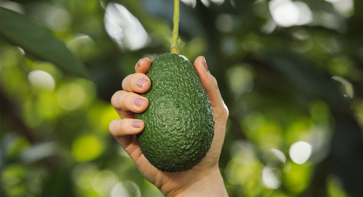 How California Avocado Growers Practice Environmentally Friendly ...